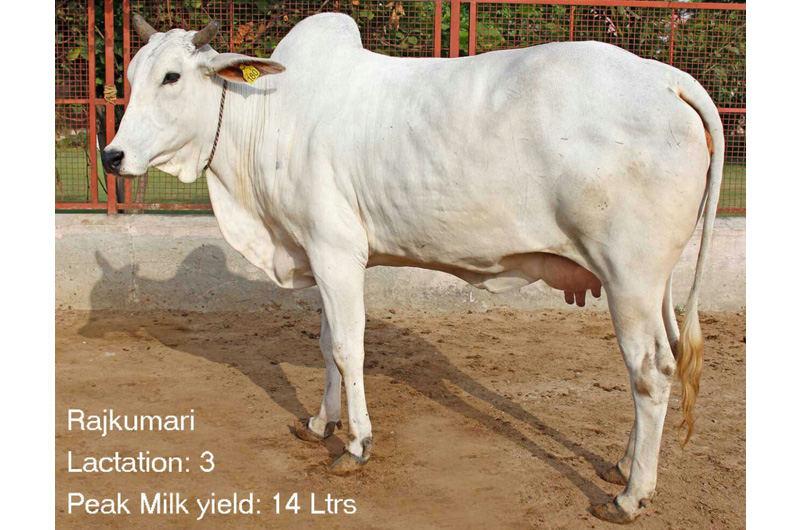 Kamdhenu's noble efforts towards raising indigenous breed of cows & bulls