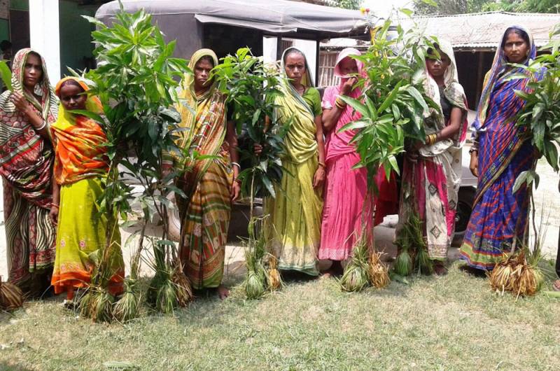 Mango sapling distribution in Villages Lakshminia and Bhelwa, Bihar